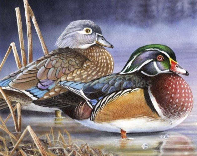 "2020 Wisconsin Duck Stamp Print" – Robert Metropulos