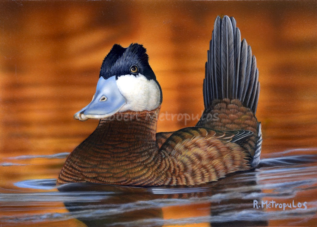 "Ruddy Duck" – Robert Metropulos
