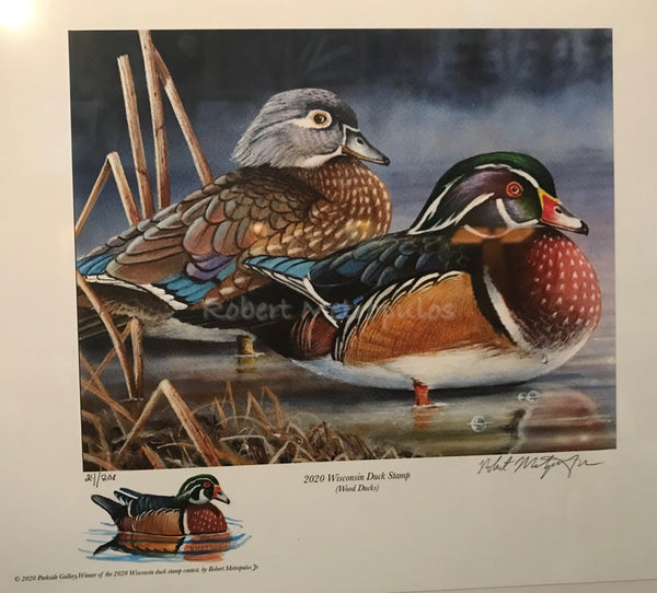 "2020 Wisconsin Duck Stamp Print" – Robert Metropulos